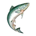 Trout fish farm (Pskov Region, Pechorskiy Municipal District, munitsipalnoye obrazovaniye Pechory), balık çiftçiliği ve toptancıları  Pskovskaya oblastından
