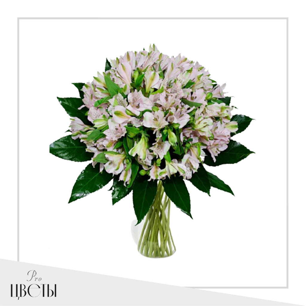 Çiçekçiler Procvety, Moskova ve Moskovskaya oblastı, foto