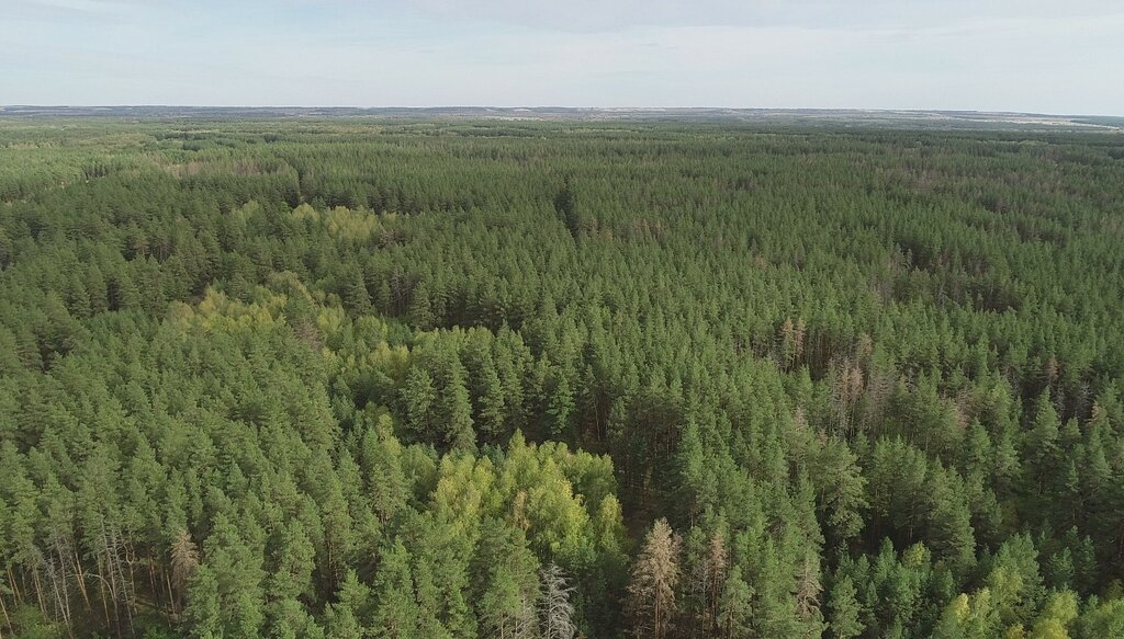 Doğa Сосновый бор М.Г. Цапкина, Orenburgskaya oblastı, foto