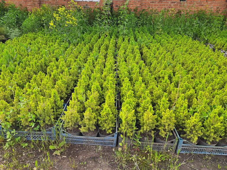 Fidan yetiştiriciliği Горзел, Tulskaya oblastı, foto