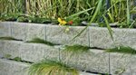 Avarsa (Querétaro), beton ve beton ürünleri üreticileri  Queretaro Eyaleti'nden