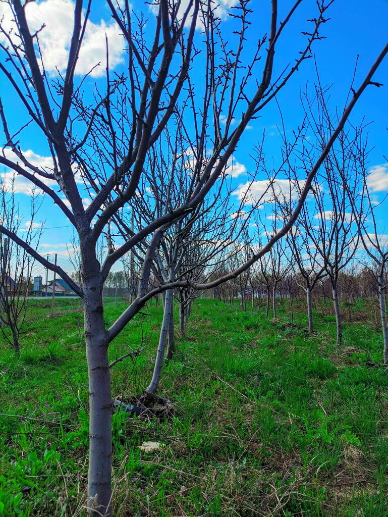 Fidan yetiştiriciliği Plodovochka, Moskova ve Moskovskaya oblastı, foto