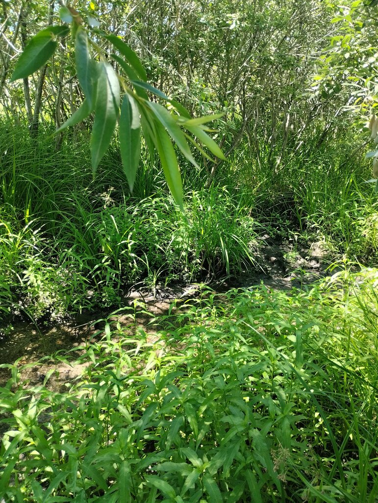 Pınar, çay Spring, stream, Doğu Kazakistan eyaleti, foto