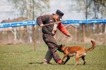 Дрессировка собак Варяг (Vologda), hayvanat bahçesi merkezi  Vologda'dan