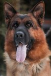 De Orse Mak Flay (Kooperativnaya ulitsa No:85, derevnya Vyalki), evcil hayvan yetiştiricileri  Moskova ve Moskovskaya oblastından