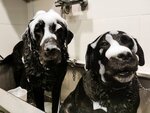 Mi Fido Pet (Corso Padova No:204, Dueville), veteriner materyalleri ve ekipmanları  Vicenza'dan