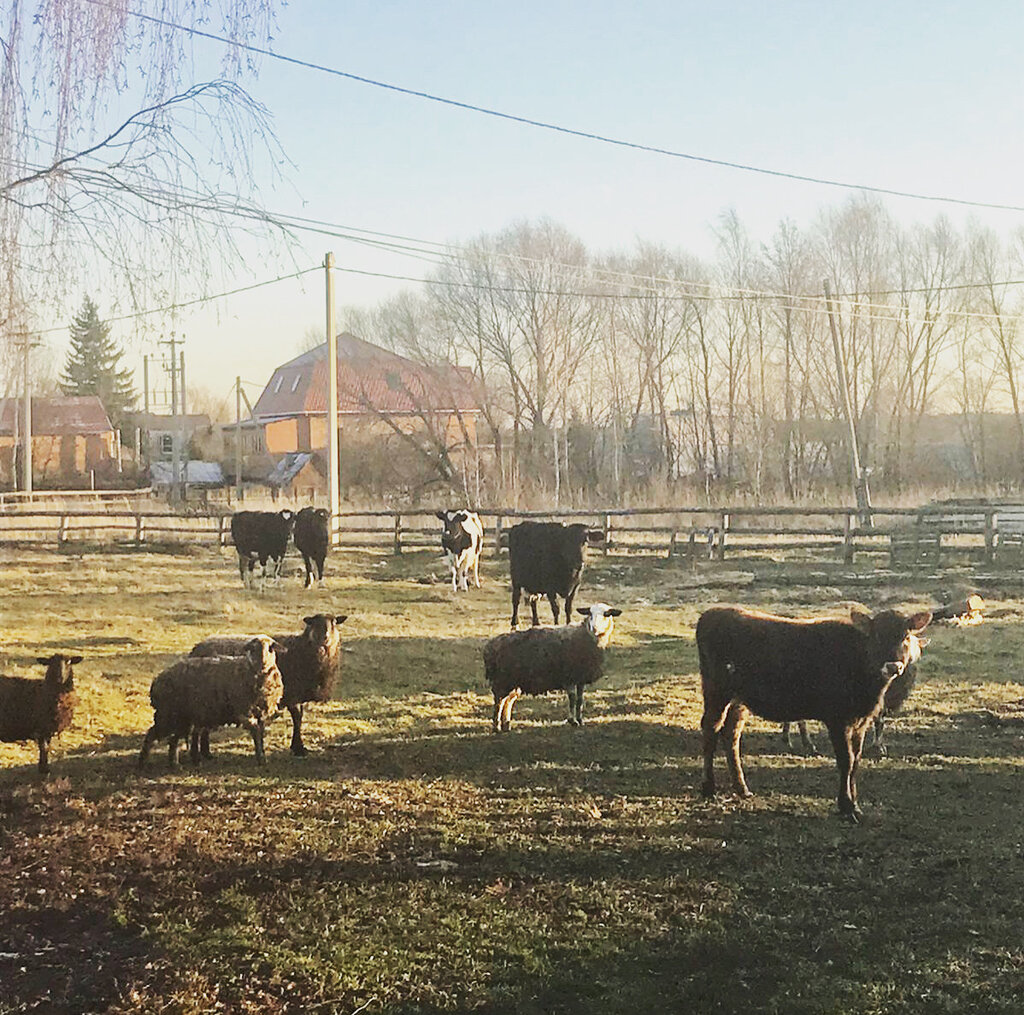 Hayvancılık Kfh Demidovskoe podvore, Moskova ve Moskovskaya oblastı, foto