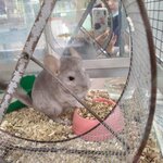 Аист (Rostov Region, Volgodonsk, Zapadny pereulok), petshop  Volgodonsk'tan