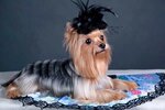 Zoo Style (Троллейбусная улица No:1, Симферополь), evcil hayvan kuaförleri  Simferopol'dan (Akmescit'ten)