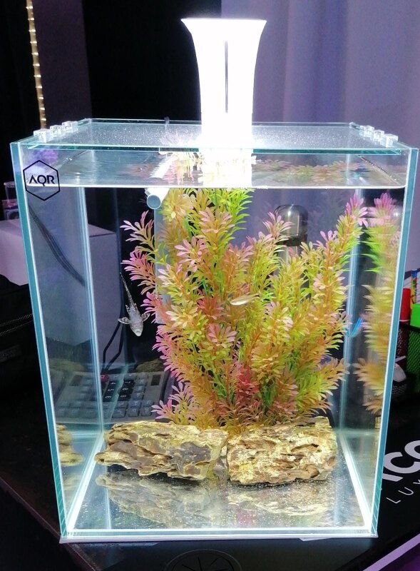 Akvaryumlar Acqua-Rium, Torino, foto