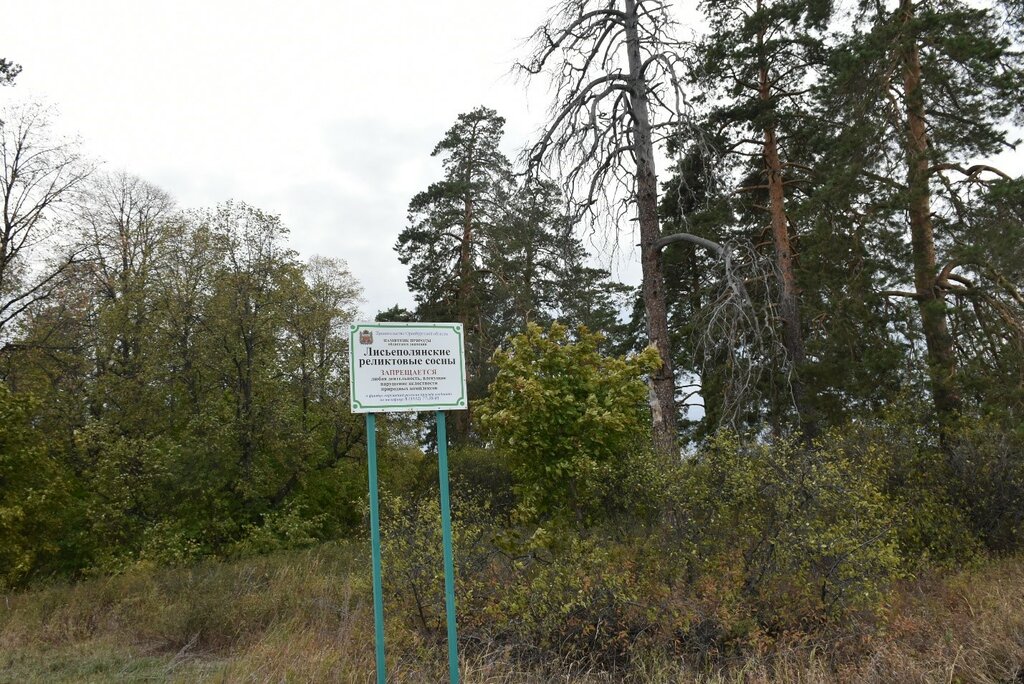 Doğa Лисьеполянские реликтовые сосны, Orenburgskaya oblastı, foto