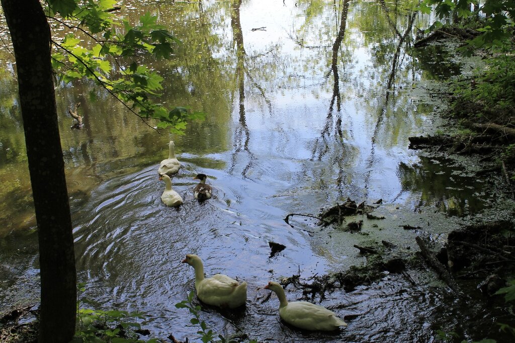 Kültür ve eğlence parkları Бринёвский парк, Gomelskaya oblastı, foto