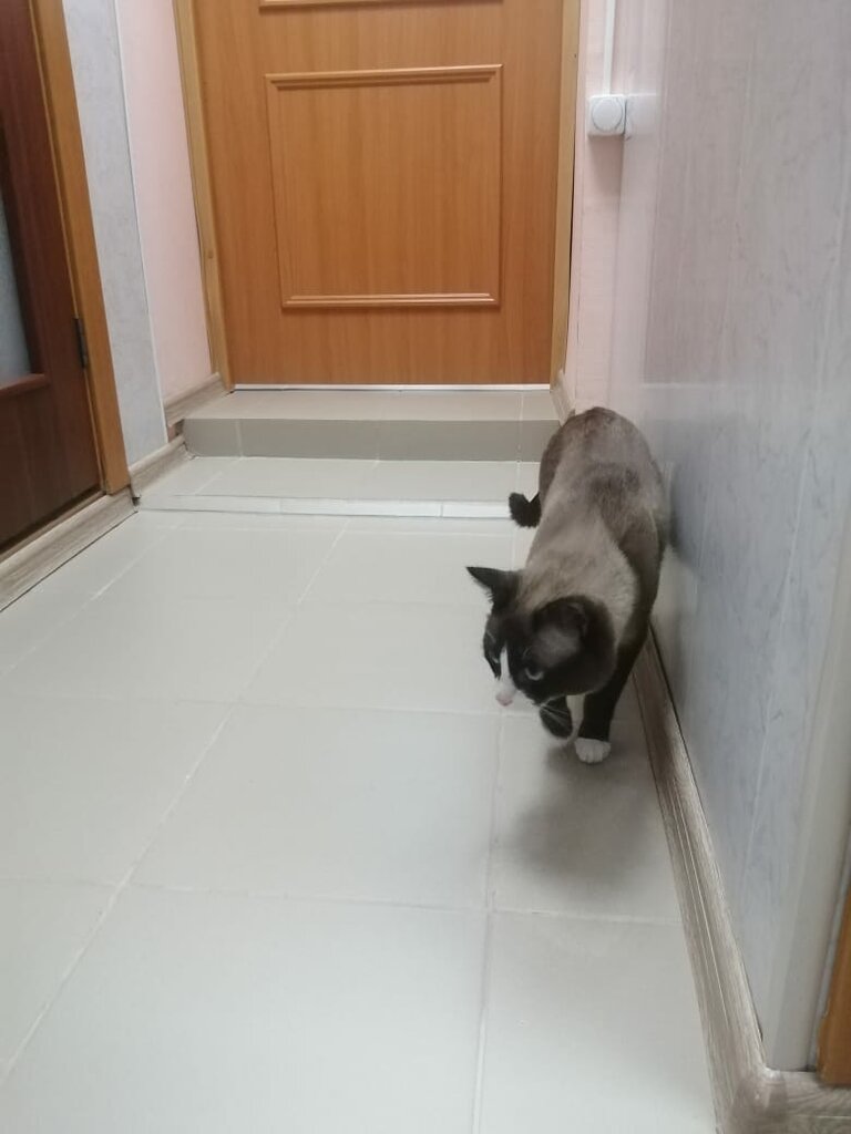 Pet otel Кот и Кролик, Krasnoyarsk, foto