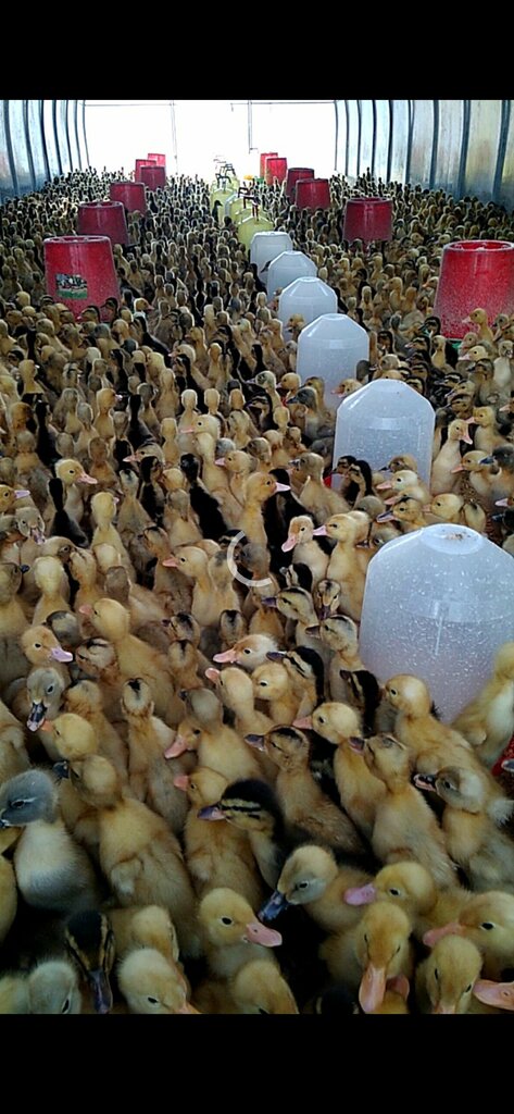 Tarım firmaları Птичий Двор, Gomelskaya oblastı, foto
