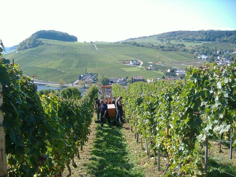 Otel Gästehaus Und Weingut Bernd Frieden, Renanya‑Palatinate, foto