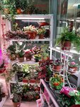Садовод (Kosmonavtov Street No:47/16), bahçecilik mağazaları  Koroliov'dan