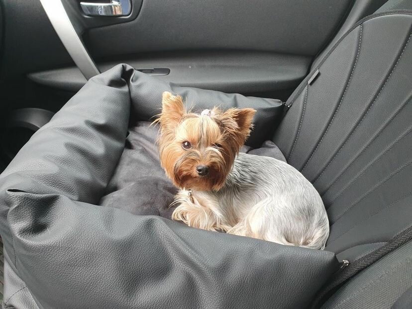 Petshop Craft-Dog.ru, Moskova ve Moskovskaya oblastı, foto