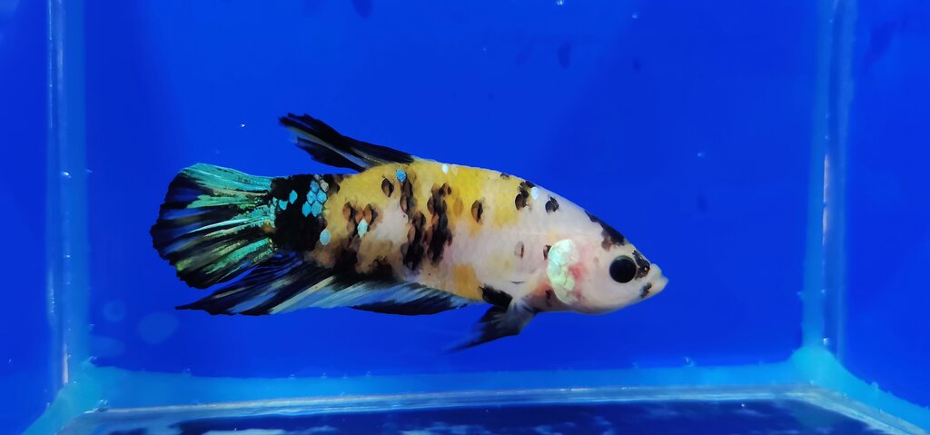 Petshop Panda-Zoo, Moskova, foto