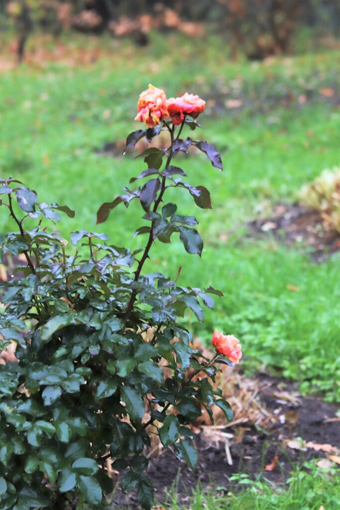 Doğa Розы, Moskova ve Moskovskaya oblastı, foto