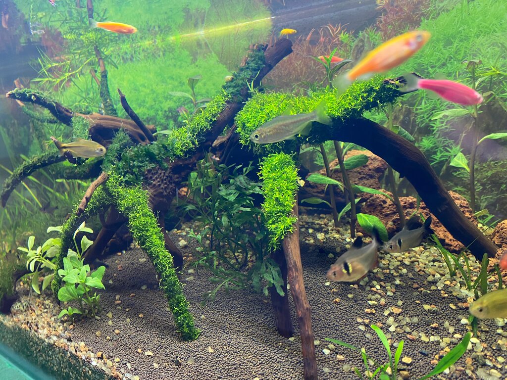 Akvaryumlar Аквариумный мир плюс, Vishniy Volochek, foto