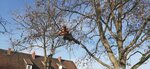 TreeClimbing Baumpflege (Saxony-Anhalt, Halle (Saale), Waldmeisterstraße, 8), bahçe ekipmanları ve teknolojileri  Saksonya‑Anhalt'tan