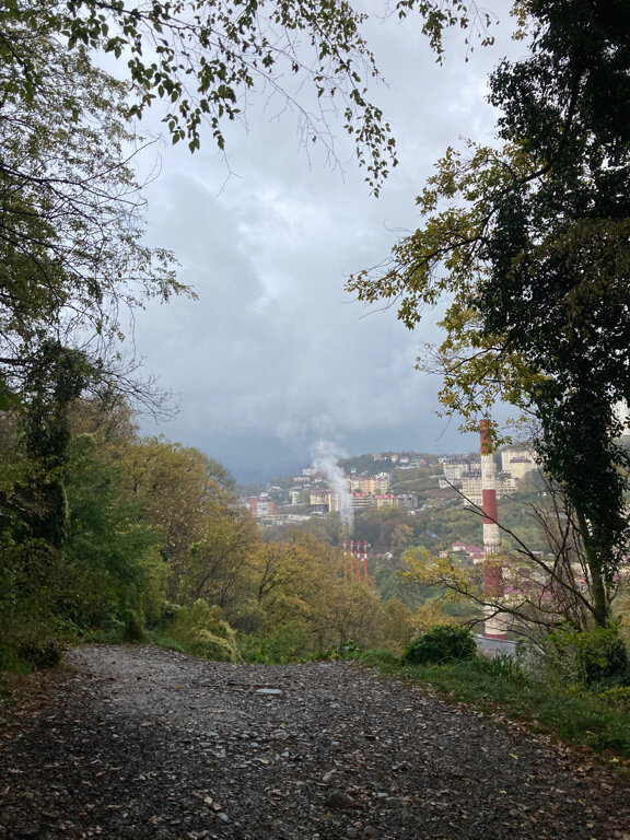 Orman Colchian Forest, Soçi, foto