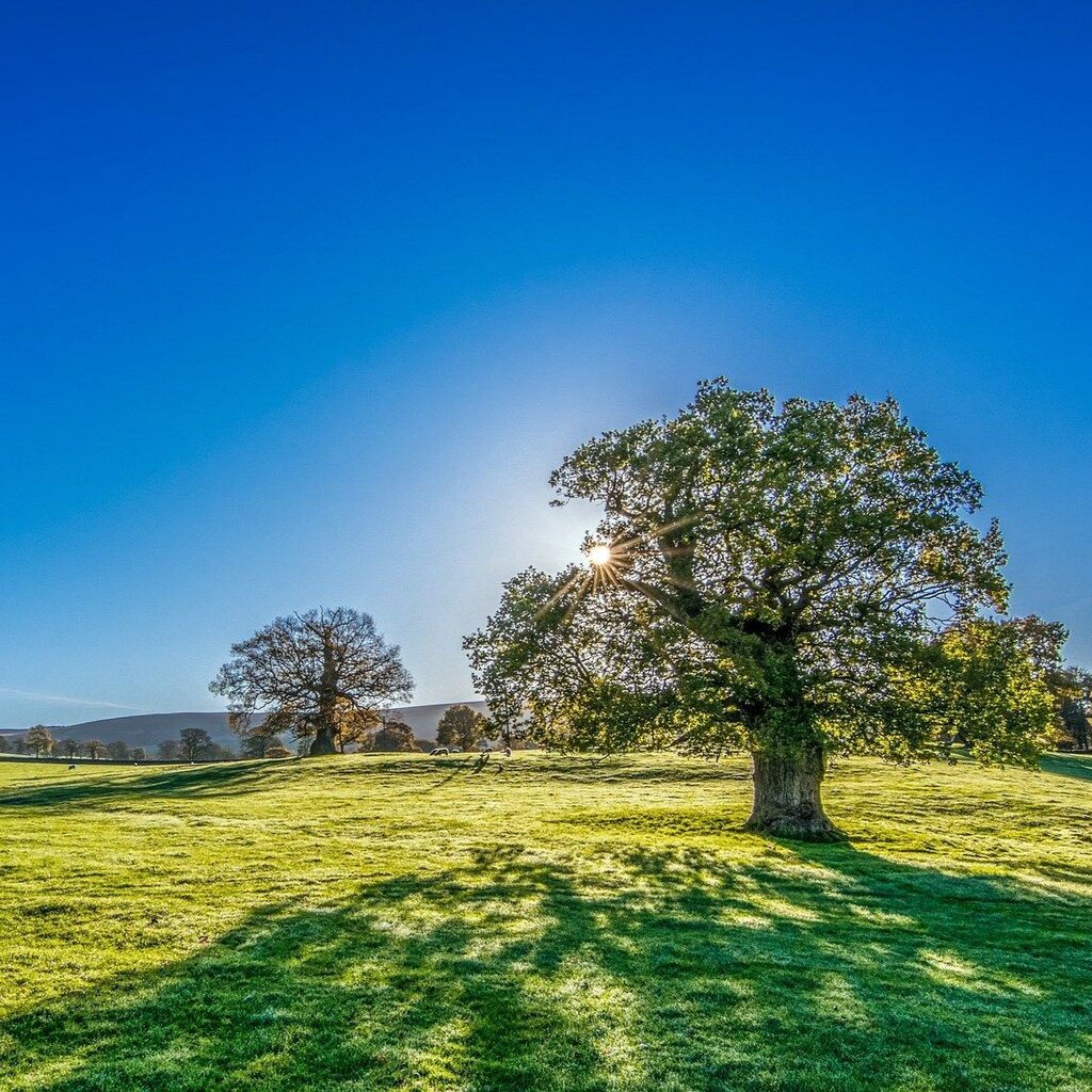 Finansal danışmanlık Treetops Financial Planning Ltd, İngiltere, foto