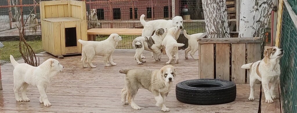 Evcil hayvan yetiştiricileri Kennel Iz Doma Kapalak, Sverdlovskaya oblastı, foto
