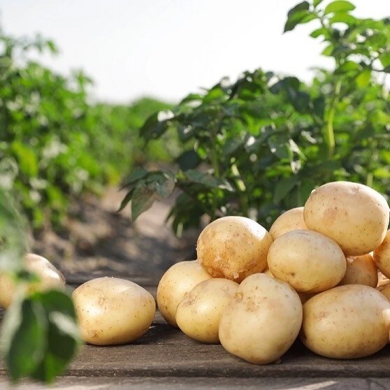 Yönetim ofisi Invent. Kz - Seeds by Post, Kostanay, foto