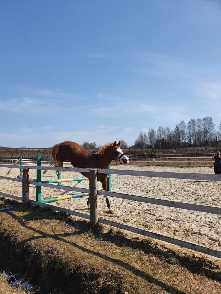 At ve binicilik kulüpleri Конный клуб Зеленая Слобода, Vladimirskaya oblastı, foto
