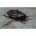 Orkin Panamá (Panama, San Francisco), haşere ilaçlama firmaları  Panama'dan