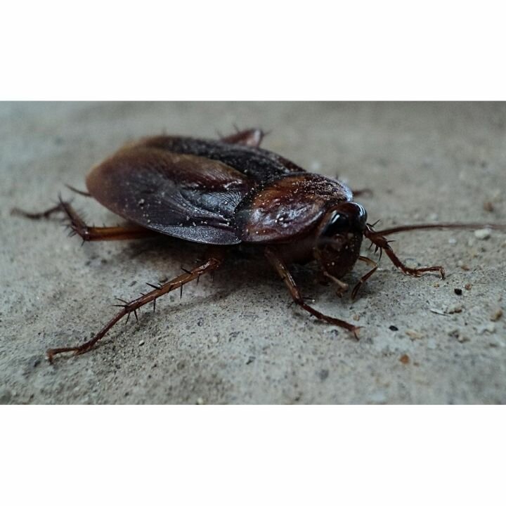 Haşere ilaçlama firmaları Orkin Panamá, Panama, foto