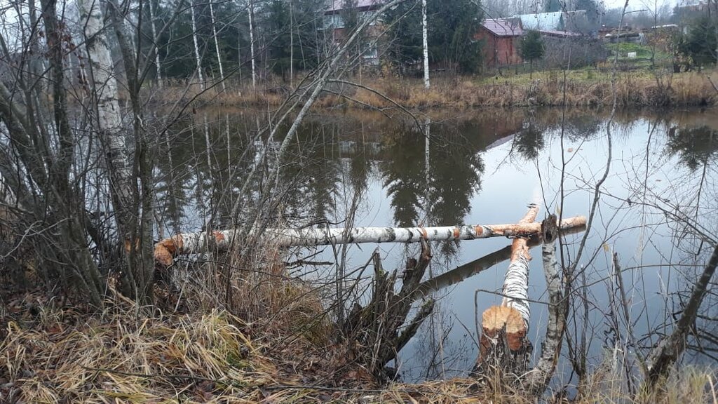 Bahçecilik dernekleri ve kuruluşları Лесное, Saint‑Petersburg ve Leningradskaya oblastı, foto