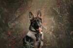 Dog park (Troitskiy Trakt No:65), köpek gezdirme alanları  Çeliabinsk'ten