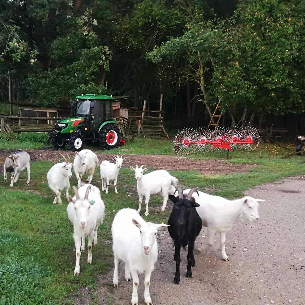 Çiftlik tatili Agroecousadba hutor Edishki, Vitebskaya oblastı, foto