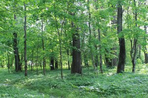 Vioska Brynioŭ — map, spots to check out, directions, coordinates