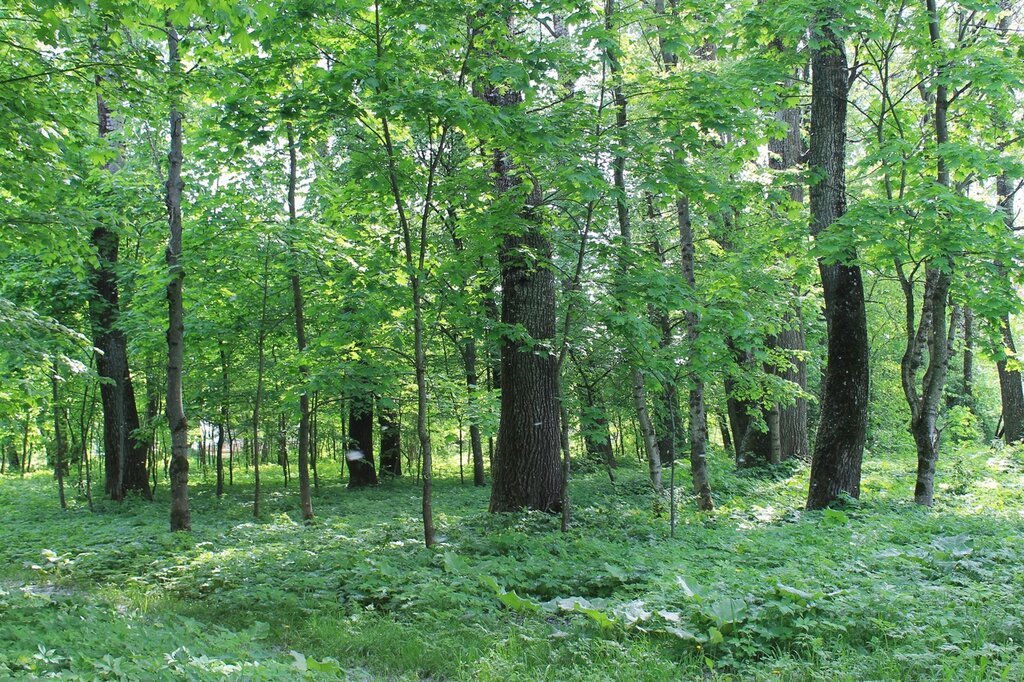 Kültür ve eğlence parkları Бринёвский парк, Gomelskaya oblastı, foto