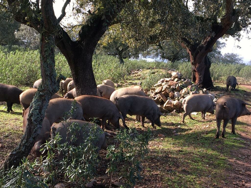 Toptan et ürünleri Embutidos Y Jamones Garpe Ibericos, Madrid, foto