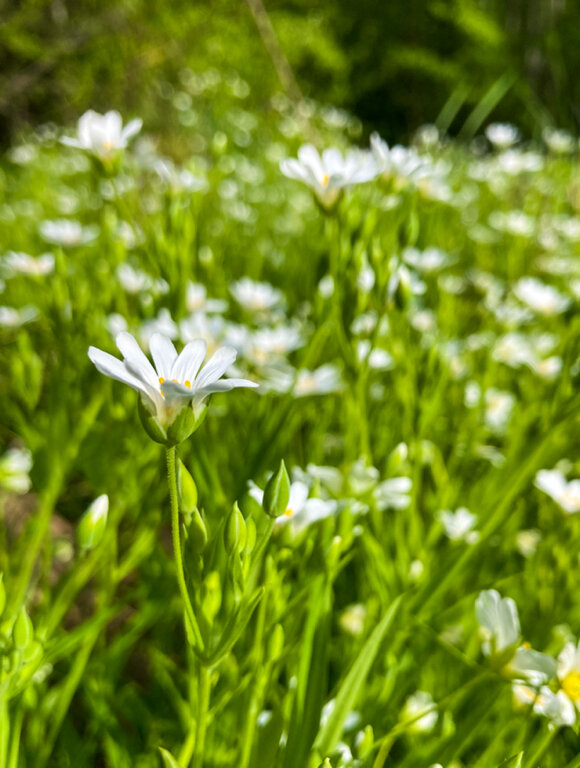 Orman урочище Водяненькое, Belgorodskaya oblastı, foto