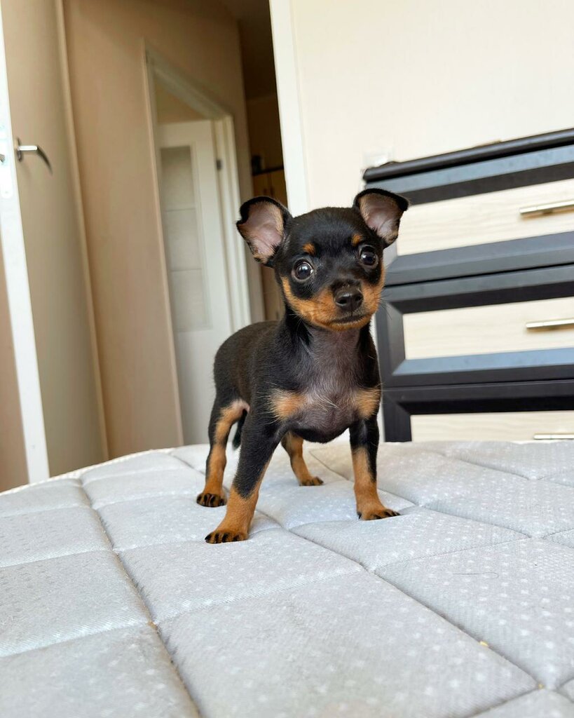 Evcil hayvan yetiştiricileri Pitomnik mini-sobak Kroha-dog, Moskova, foto