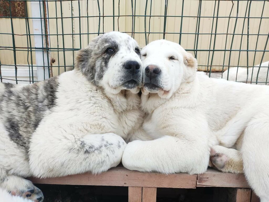 Evcil hayvan yetiştiricileri Kennel Iz Doma Kapalak, Sverdlovskaya oblastı, foto