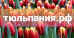 Tyulpaniya (Tramvaynaya Street No:14к7), çiçekçiler  Perm'den