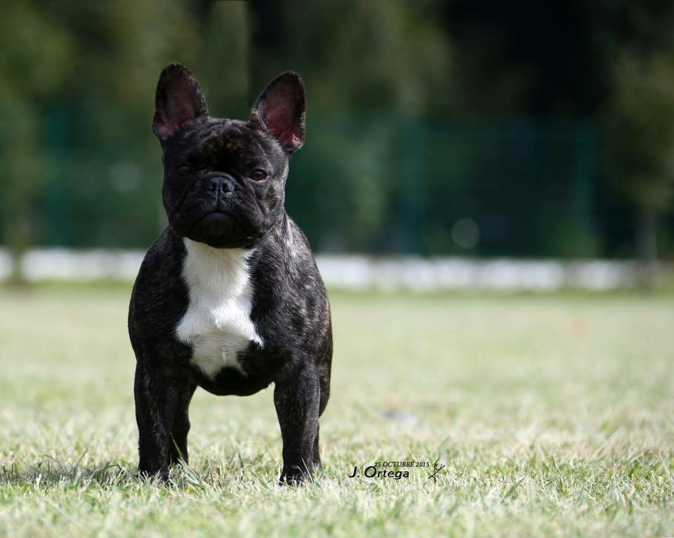 Evcil hayvan yetiştiricileri Vyazemskii Angel-Hranitel. kennel. french. bulldog, Viazma, foto