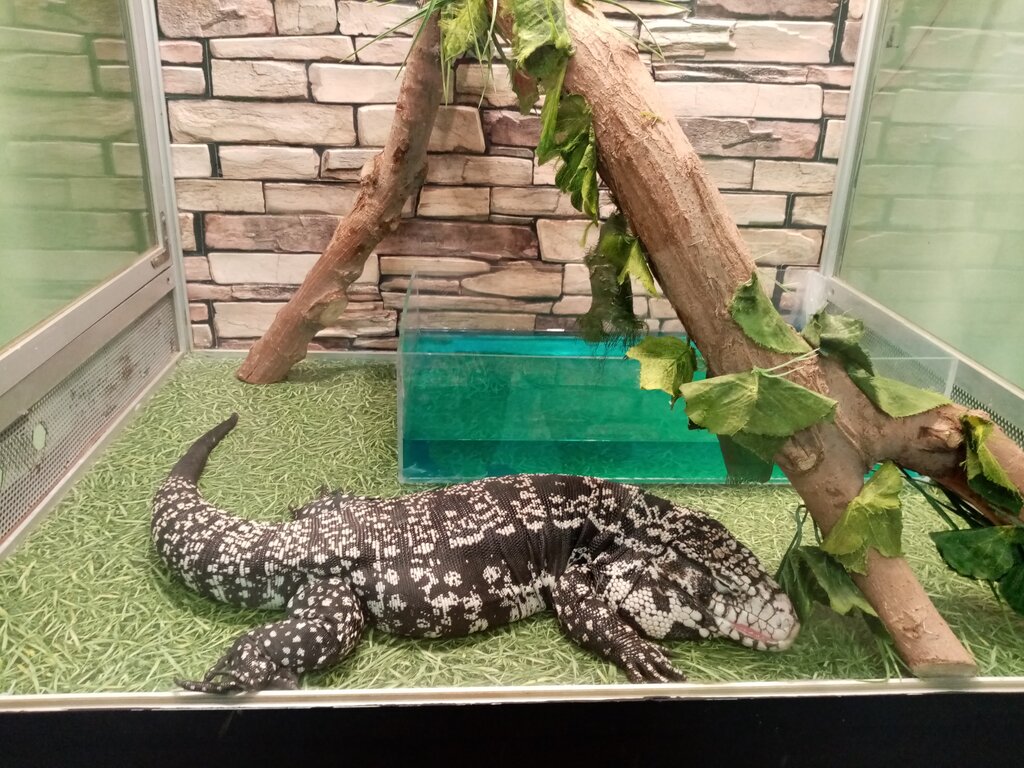 Hayvanat bahçeleri Zoo terrarium, Saratov, foto