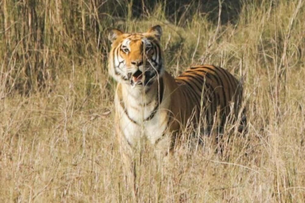 Otel Bardia wild planet, , foto