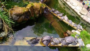 Живой уголок Сказка (Samara, skver imeni Akademika N.D. Kuznetsova), hayvanat bahçeleri  Samara'dan