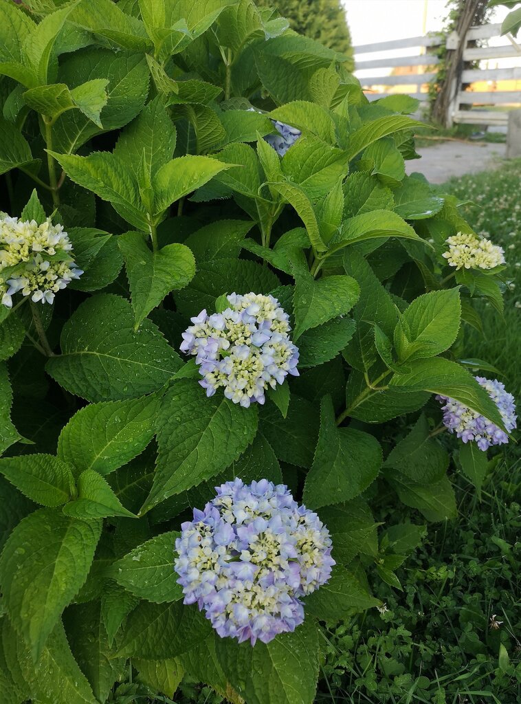 Sera ve bahçe ürünleri Plodopitomnik Say-Sad, Mariy El Cumhuriyeti, foto