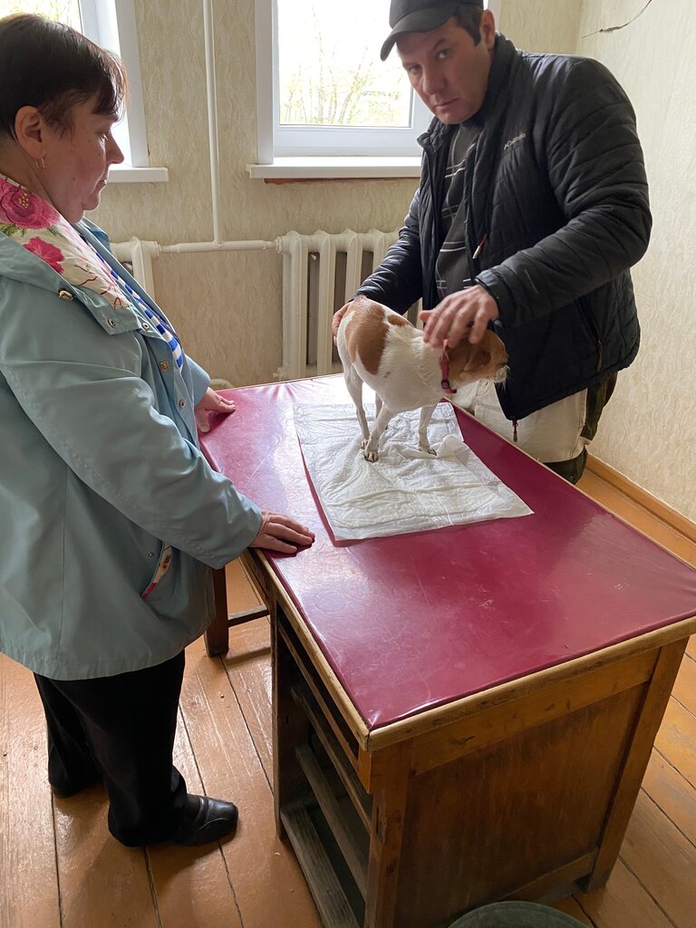 Veteriner klinikleri STAROYuRYeVSKAYa RAYONNAYa SBBZh, Tambovskaya oblastı, foto