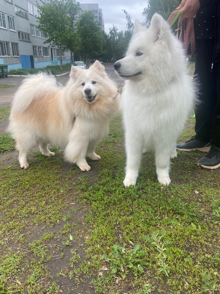 Evcil hayvan kuaförleri Мохнатые Лапки, Ulyanovsk, foto