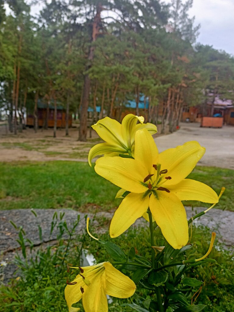 Resort oteller, tesisler Ak Danat, Akmola eyaleti, foto